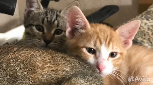 Котята европейские в добрые руки