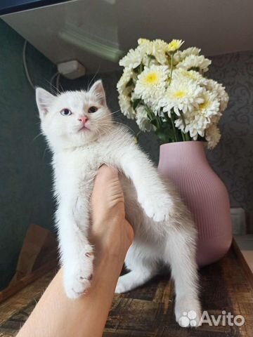 Кошки в добрые руки бесплатно
