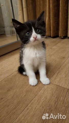 Кошка в дар