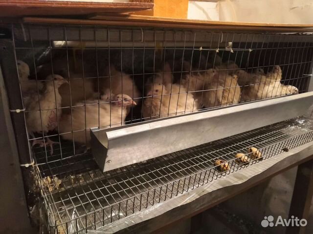 Перепелки несушки