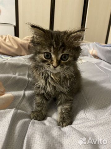 Котенок в добрые руки