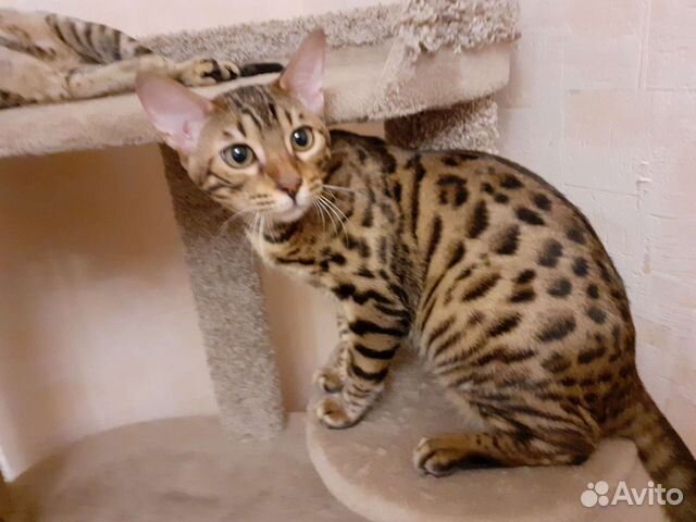 Продаю кошку