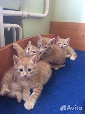 Рыжий котик и кошечки в добрые руки