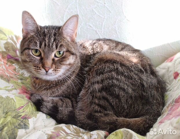 Кошечка Асенька в добрые руки