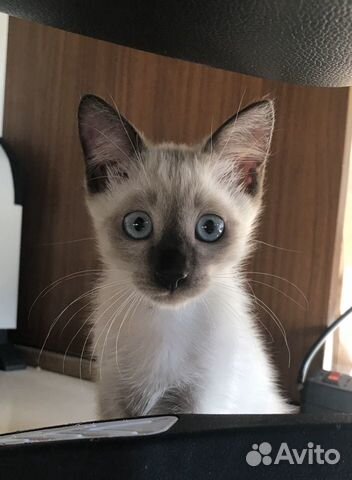Сиамский котёнок или котёнок по имени «Гав»