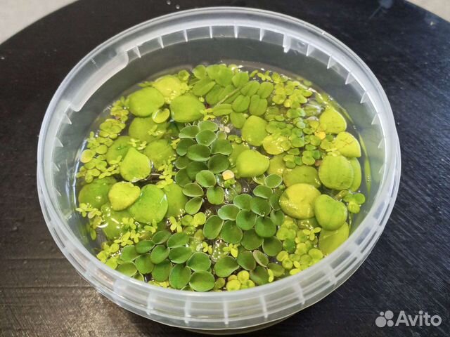 Плавающие растения