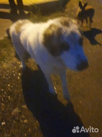 Алабай Потеряшка