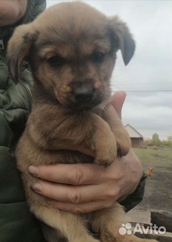 Маленькая собака в добрые руки