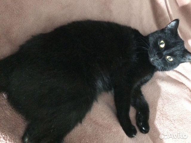 Кошка домашняя (помесь с британкой)