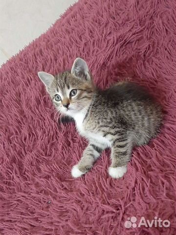Сибирская кот