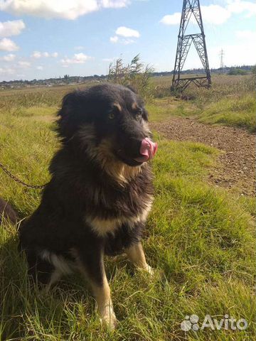 Собака в добрые руки овчарка