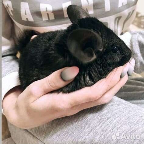 Шиншилла тёмный эбони