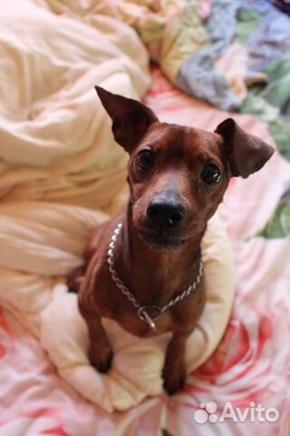 Цвергпинчер