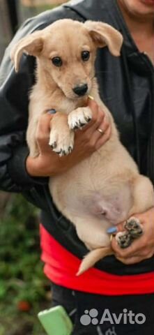 Мальчик красавчик в добрые руки