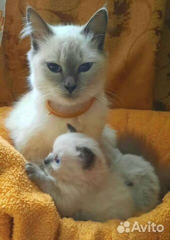 Красивые сиамские котята