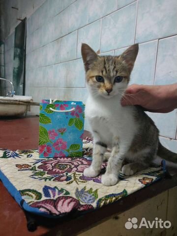 Котик в добрые руки