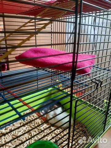 Декоративная крыса