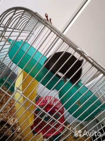 Сирийский хомяк