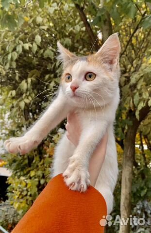 Турецкий ван котенок