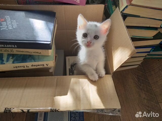 Кошечка ищет дом