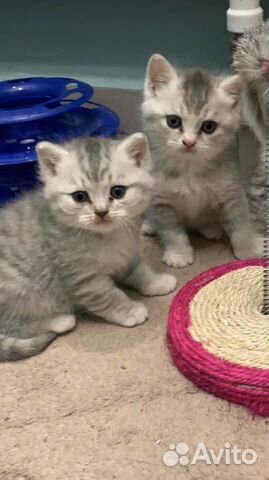 Британские котята