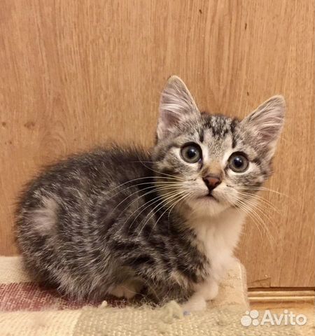 Трогательный котенок Лёнечка 2 месяца в добрые рук