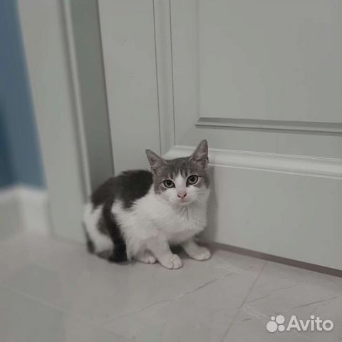 Кошка в дар