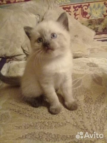 Сиамская кошка