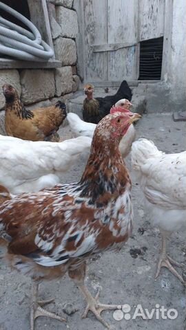 Куры молодки, петушки