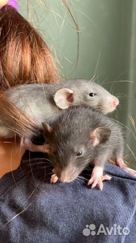 Крысята дамбо