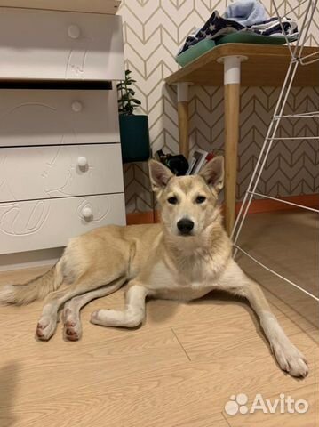 Малышка Нора, только в добрые руки