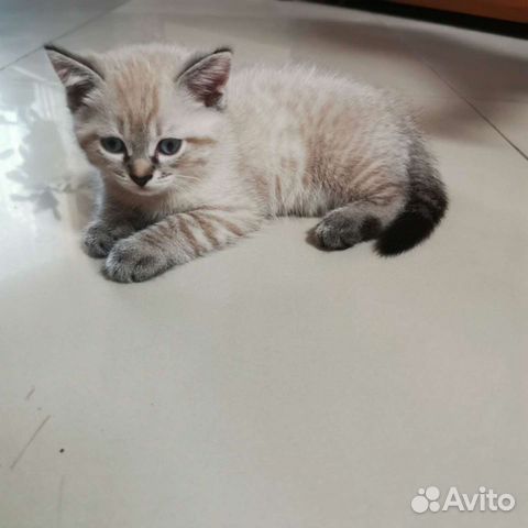 Котенок мальчик британский помесь