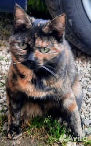 Кошечка в поисках любящих родителей