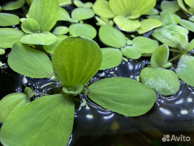 Пистия водное растение