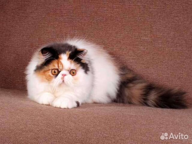 Персидская девочка