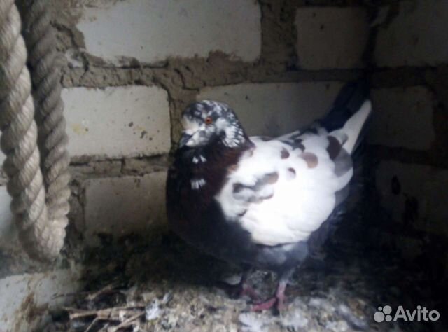 Голуби кинги (мясные)