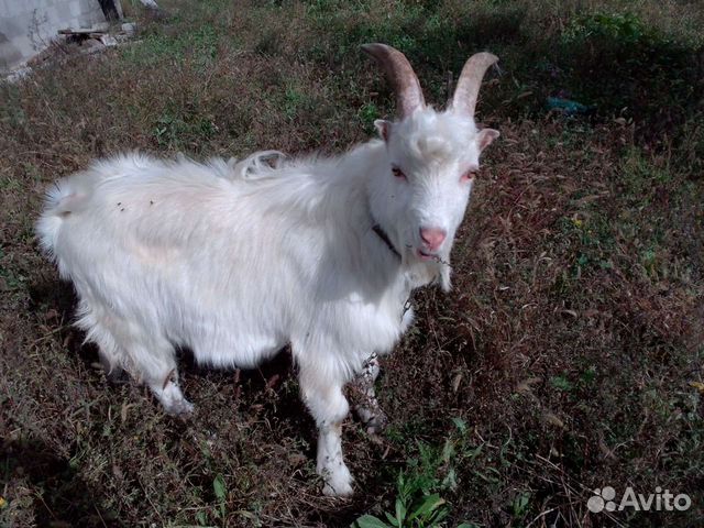 Козлёнок