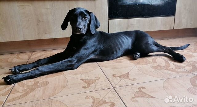 Метис курцхаара, 8мес, дев