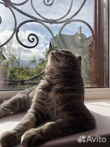 Вязка с шотландским котом