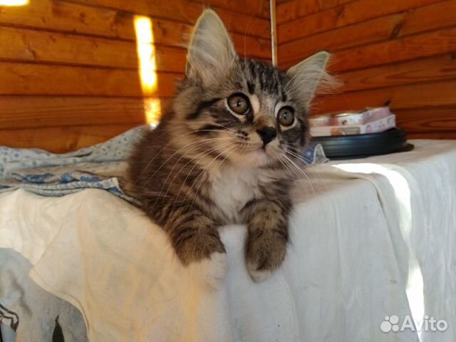 Котята ищут дом