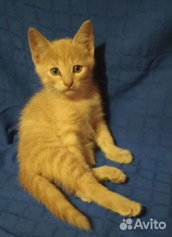 Котенок 2.5мес