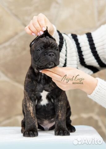 Кане Корсо - яркий тигровый мальчишка