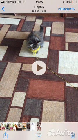 Котенок от шотландской кошки