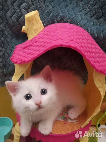 Турецкая ангора