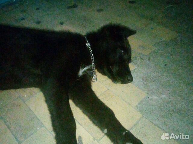 Собака девочка Соня