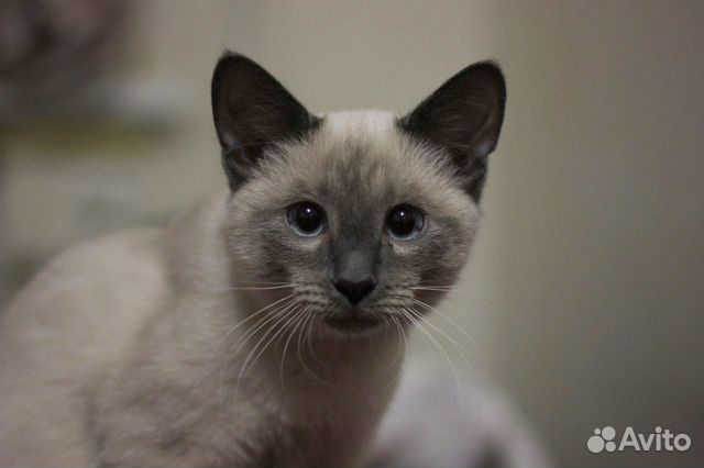 Сиамский котик 5 месяцев продажа