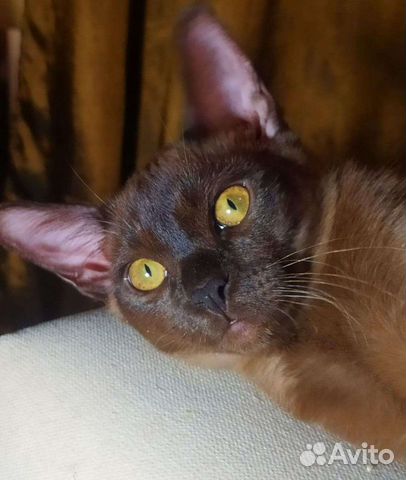 Бурманские котята