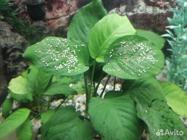 Скалярии полосатые (пара)