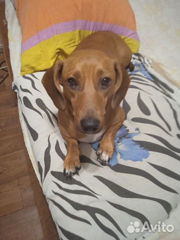 Такса. Девочка. Случка