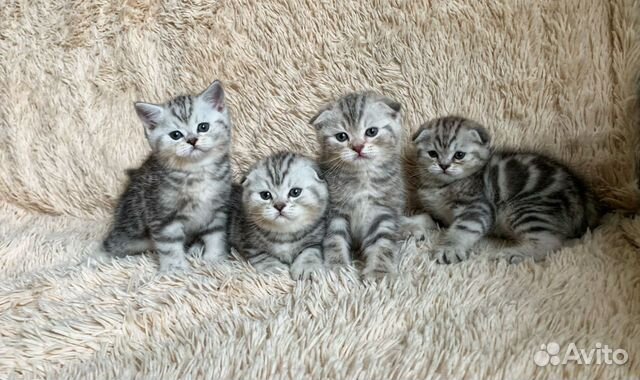 Скоттиш-фолд и страйт-фолд котята